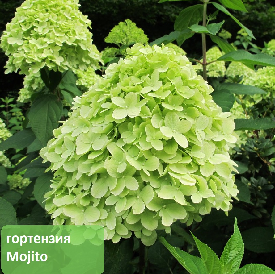 Гортензия метельчатая "Мохито" купить 800р. в питомнике растений ...